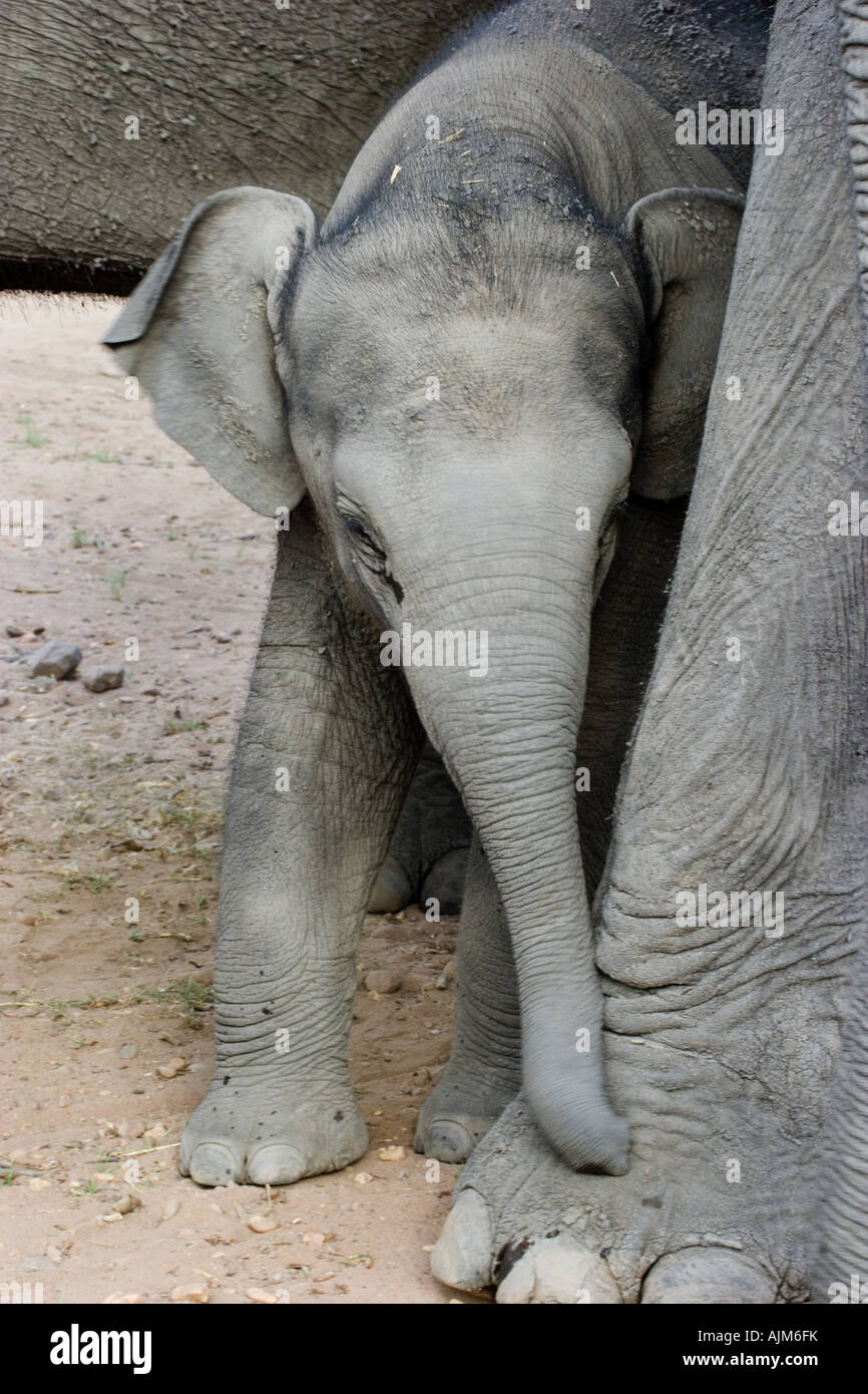 Indian elephant (Elephas maximus indicus, Elephas maximus bengalensis ...