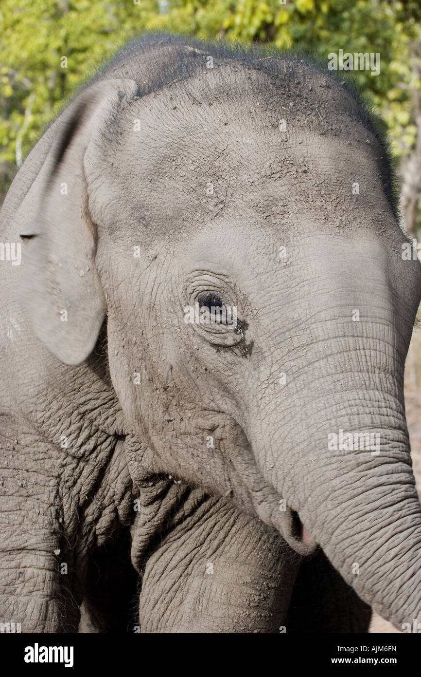 Indian elephant (Elephas maximus indicus, Elephas maximus bengalensis ...