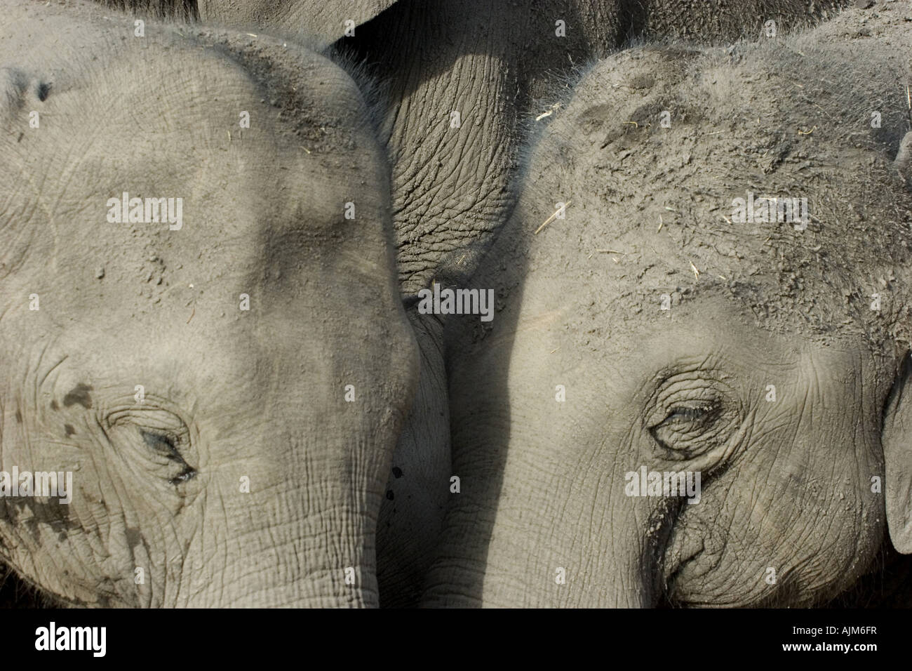 Indian elephant (Elephas maximus indicus, Elephas maximus bengalensis ...