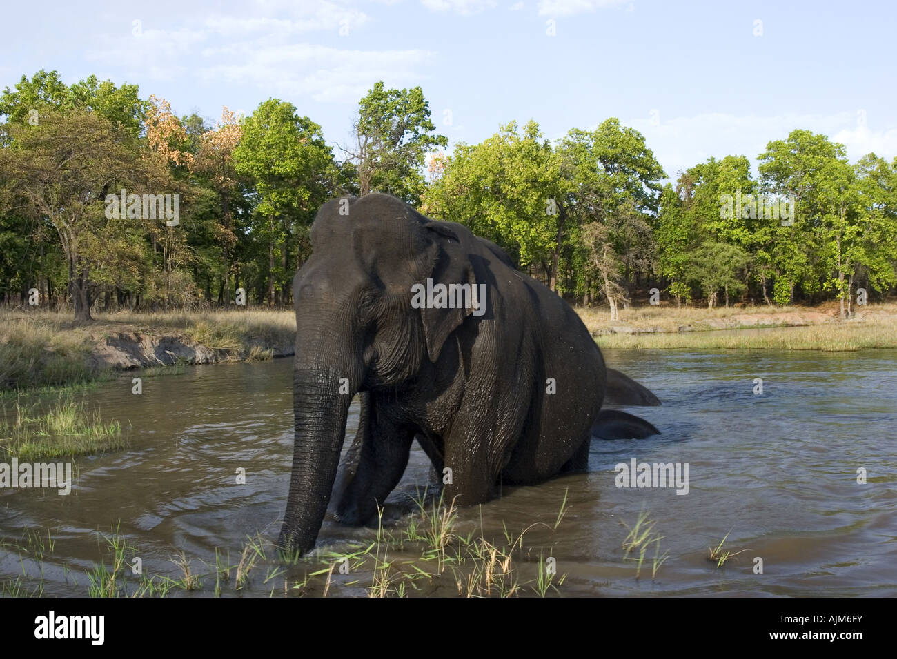 Indian elephant (Elephas maximus indicus, Elephas maximus bengalensis ...