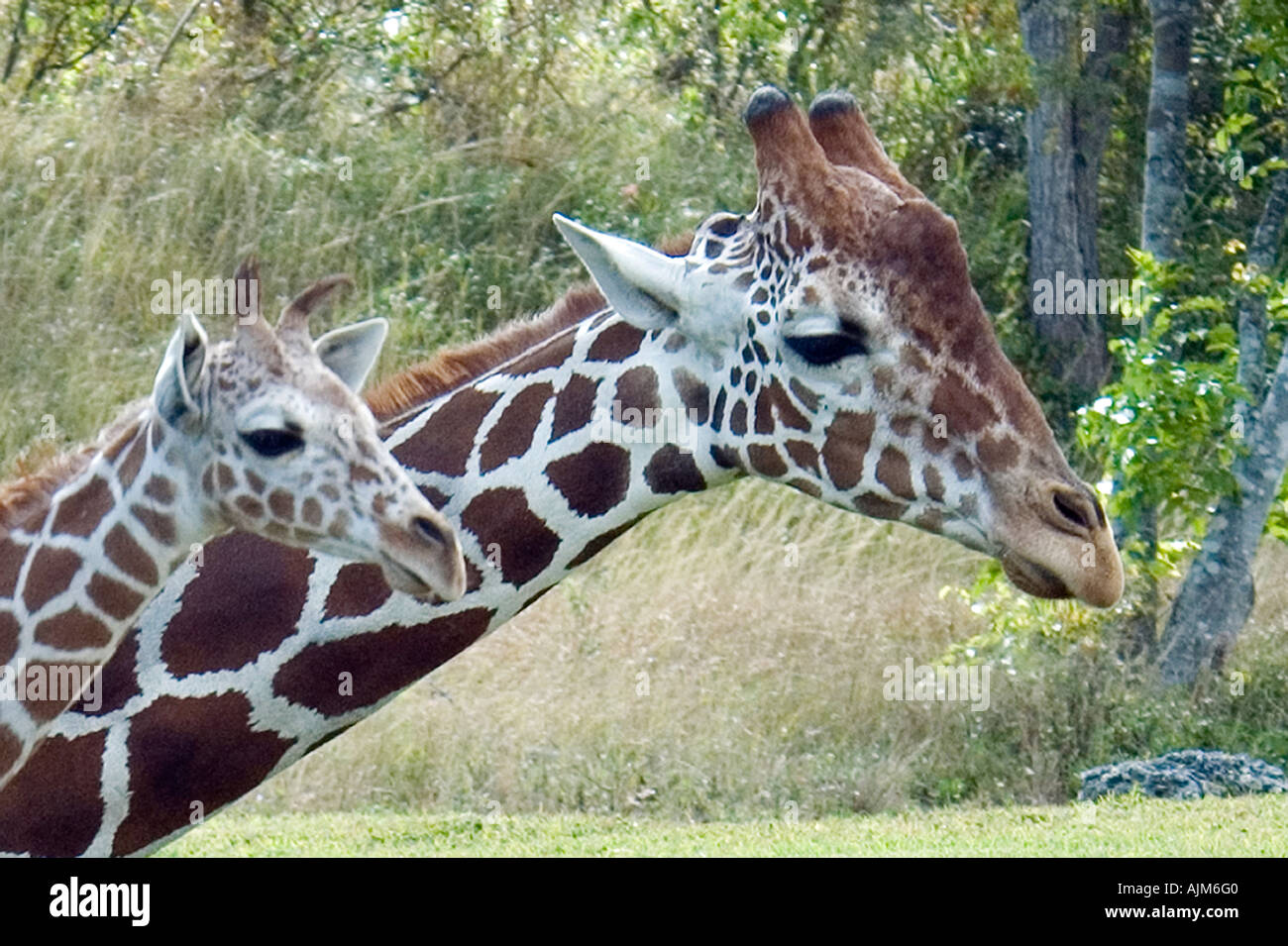 2 reticulated giraffes hi-res stock photography and images - Alamy