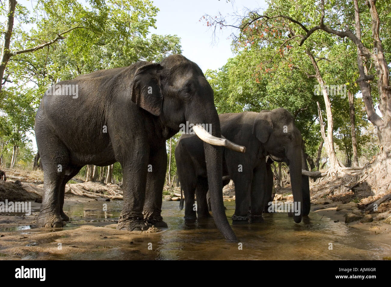 Indian elephant (Elephas maximus indicus, Elephas maximus bengalensis ...