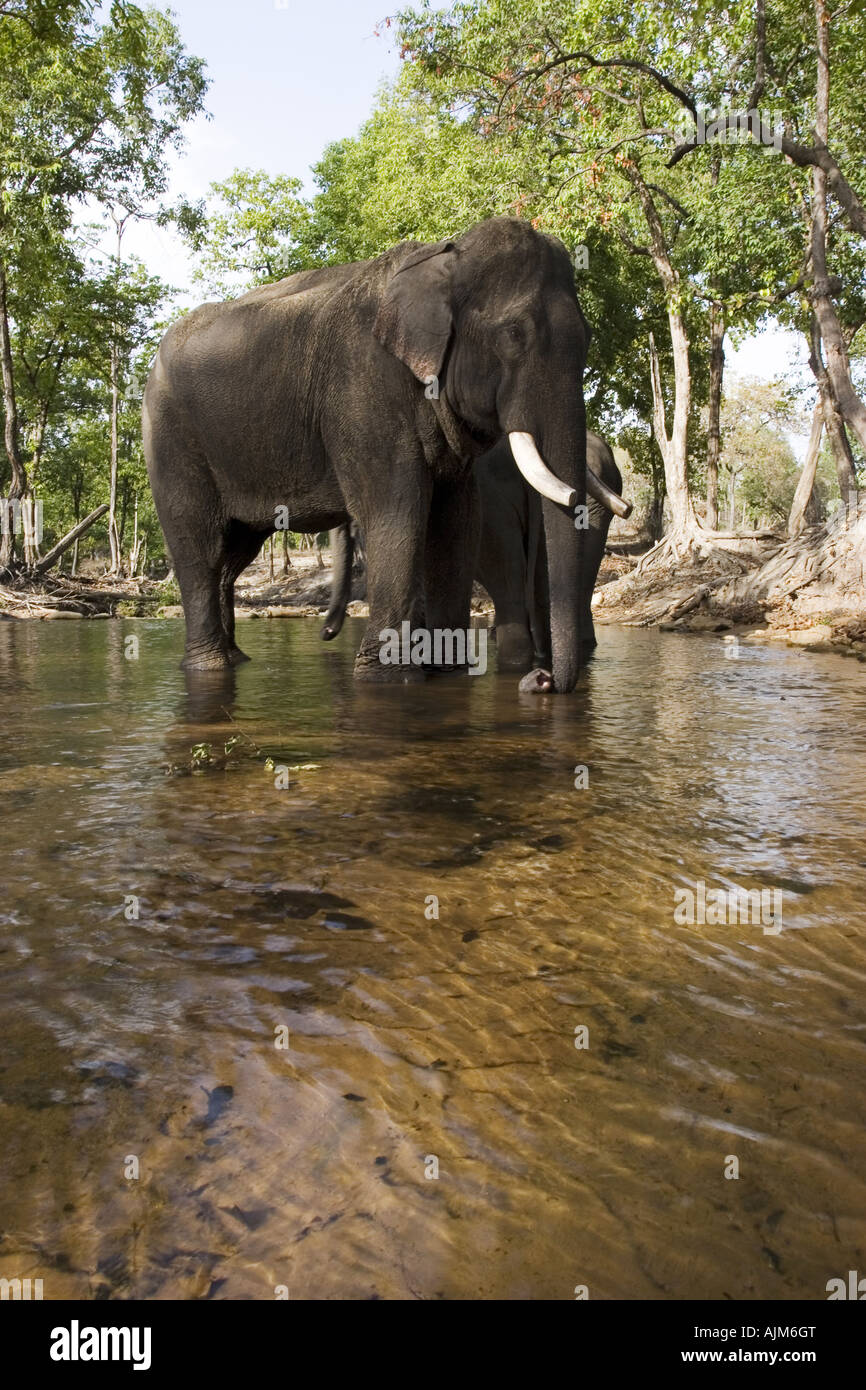 Indian elephant (Elephas maximus indicus, Elephas maximus bengalensis ...