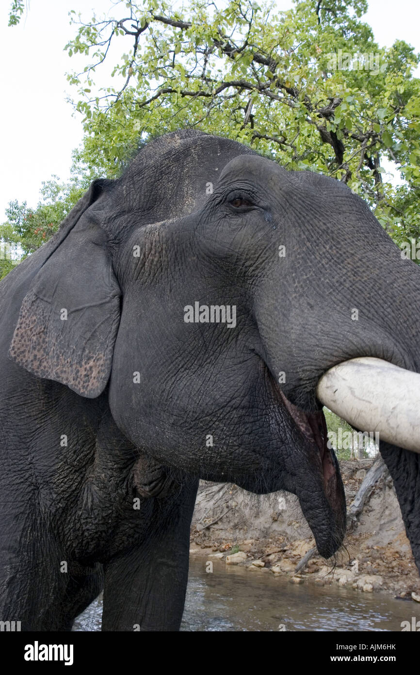 Indian elephant (Elephas maximus indicus, Elephas maximus bengalensis ...