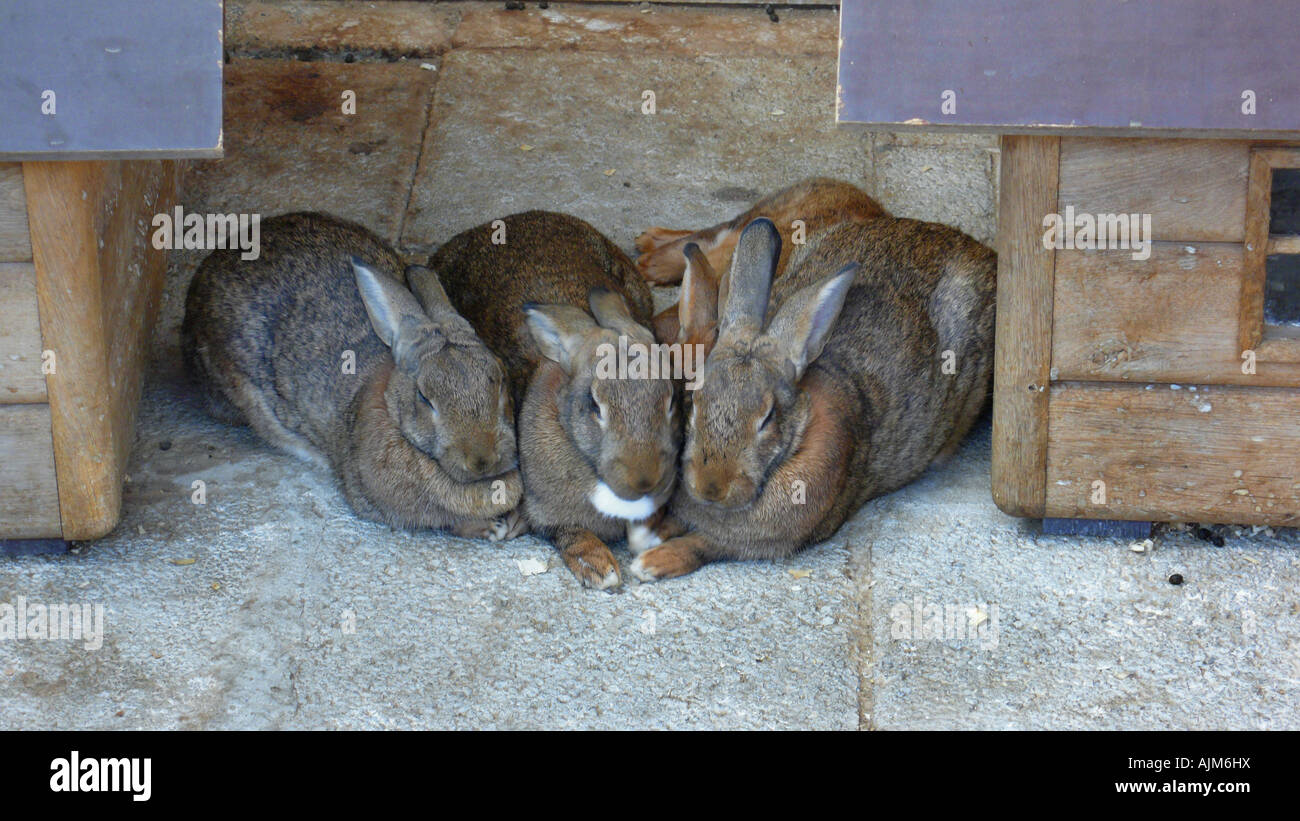 domestic rabbit (Oryctolagus cuniculus f. domestica), trio Stock Photo ...