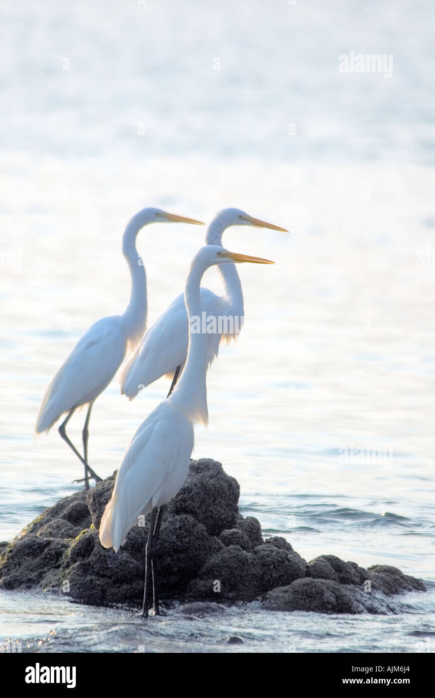 Three egrets hi-res stock photography and images - Alamy