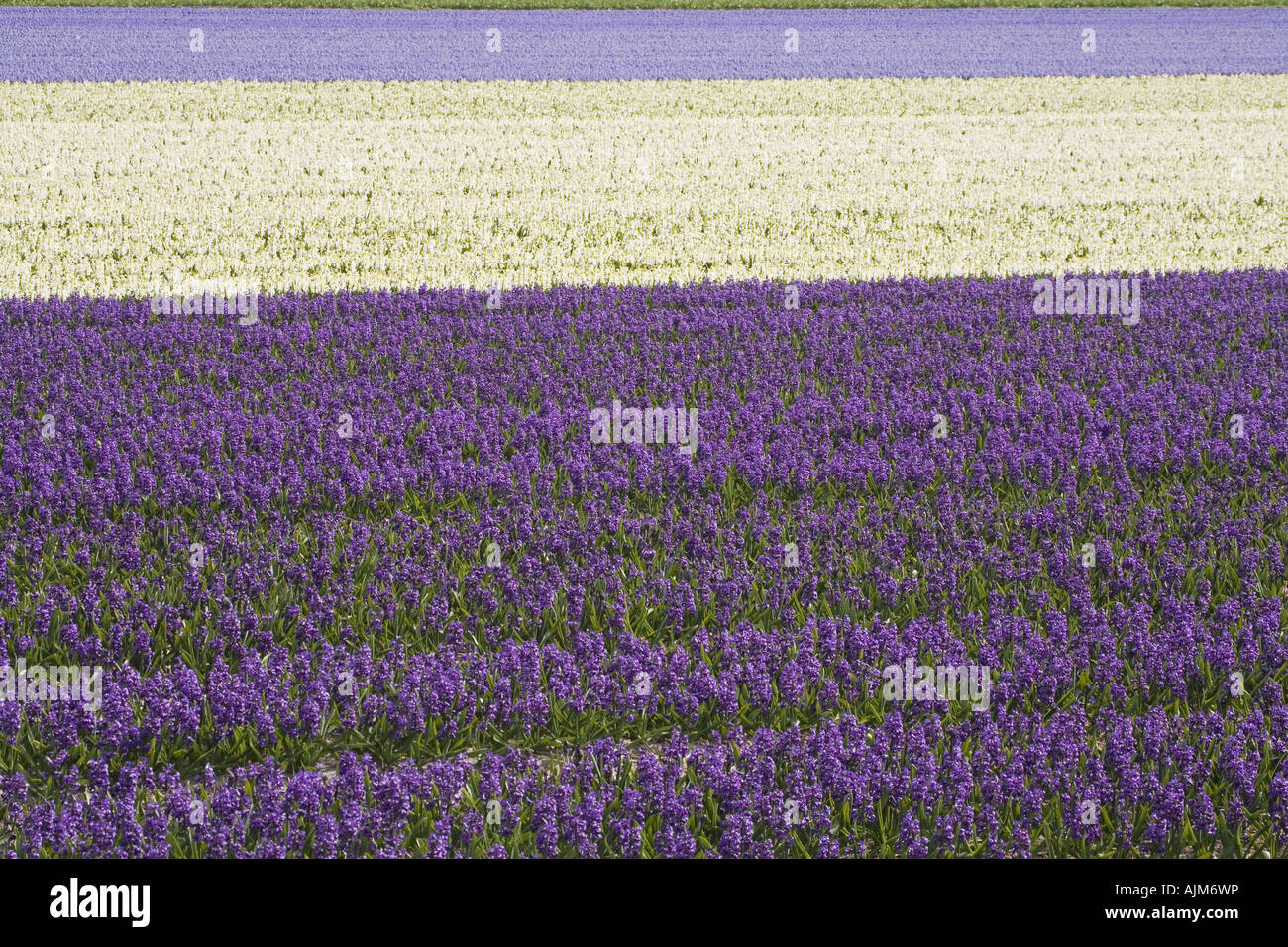 Jacinthe (Hyacinthus orientalis), Field of hyacinths in Keukenhof ...