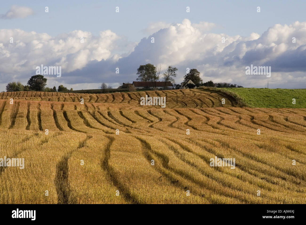 harvested fielt with tracks, Poland, Masuria Stock Photo - Alamy
