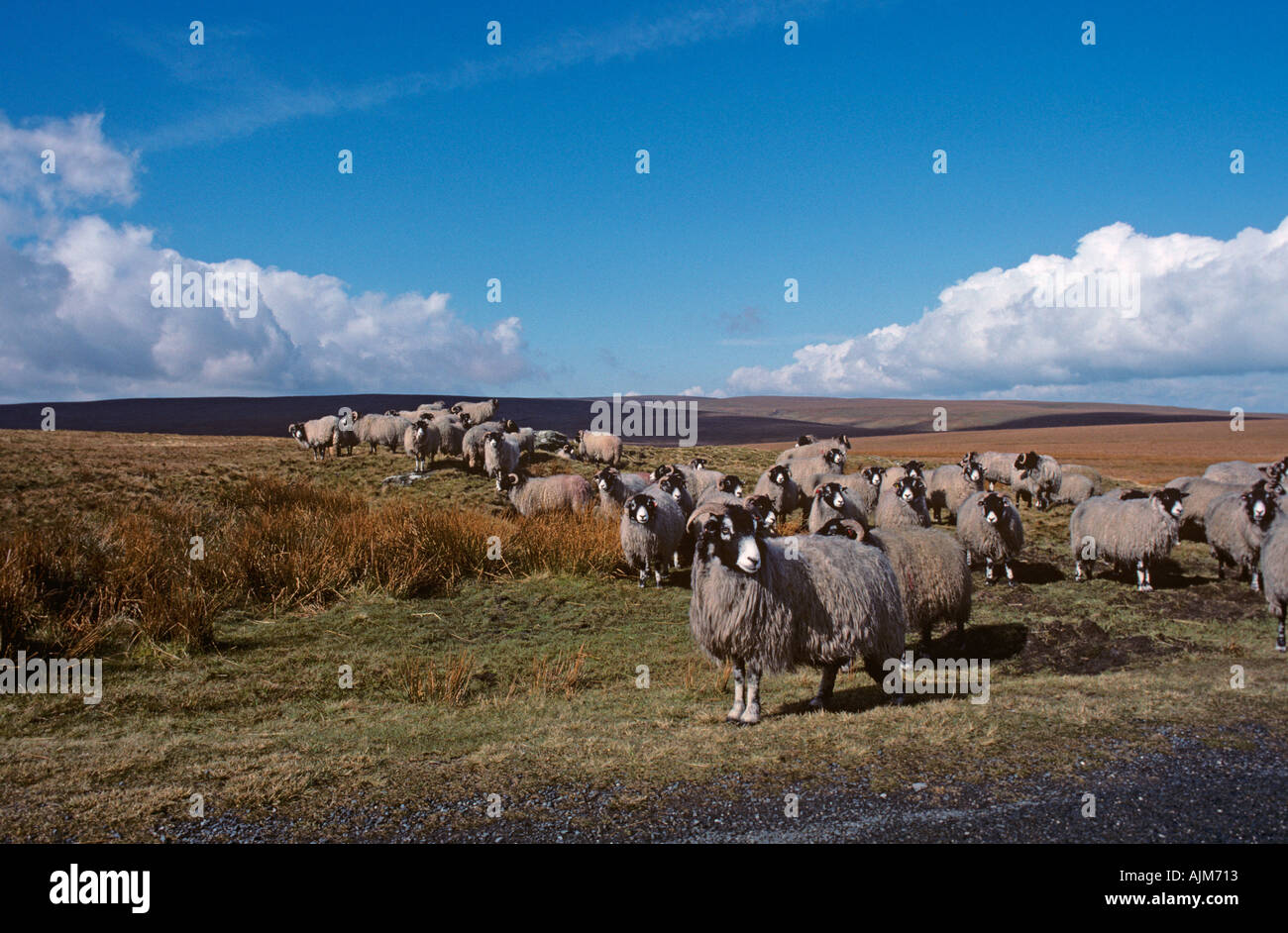 Swaledale sheep with lambs hi-res stock photography and images - Alamy
