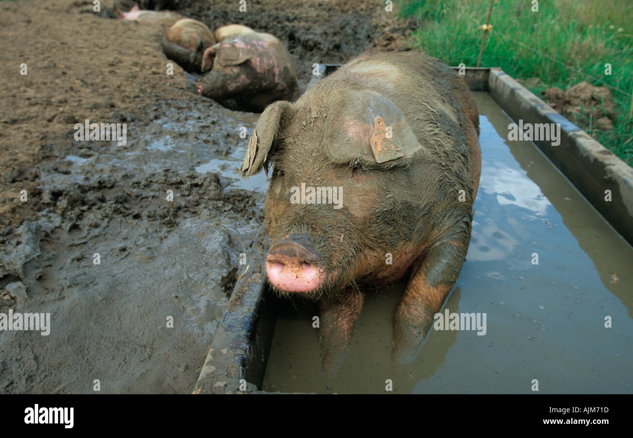Wallowing Large White Pig Stock Photo - Alamy