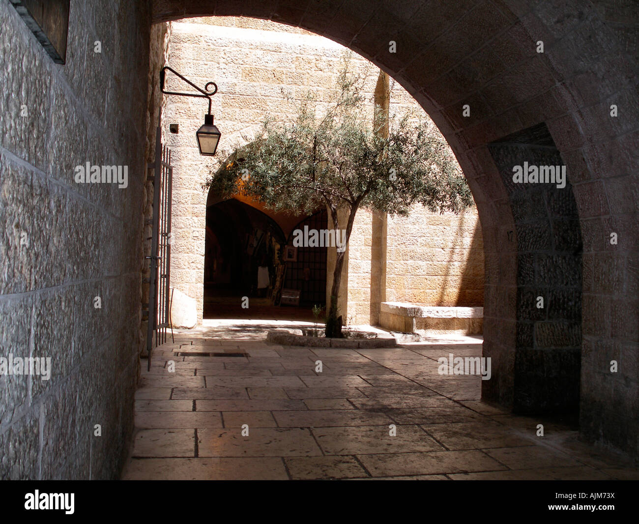 Life from stone 1, olive tree Stock Photo - Alamy
