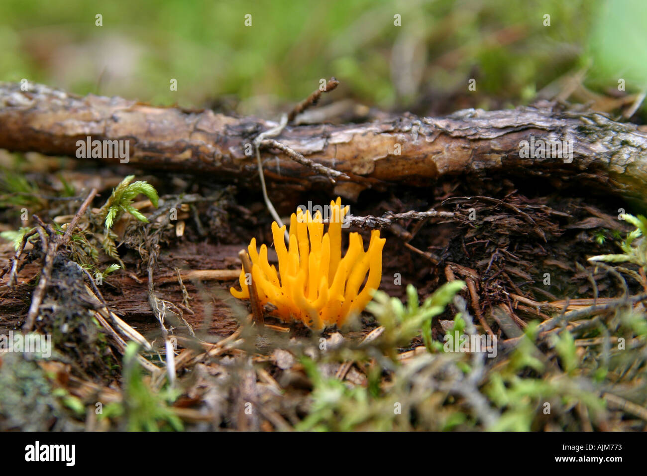 Yellow finger fungus hi-res stock photography and images - Alamy