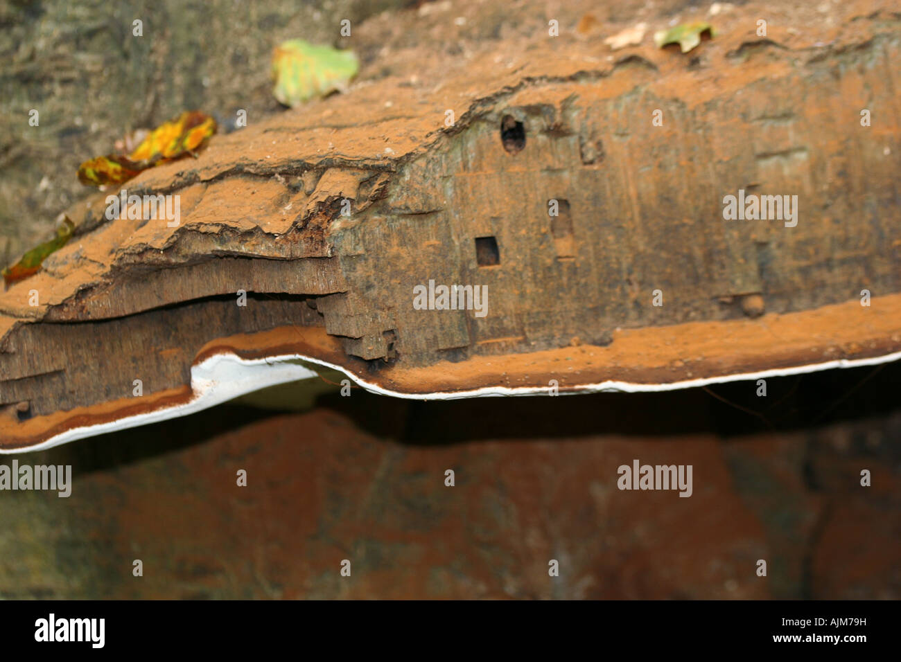 Artists Fungus Ganoderma Adspersum Stock Photo - Alamy