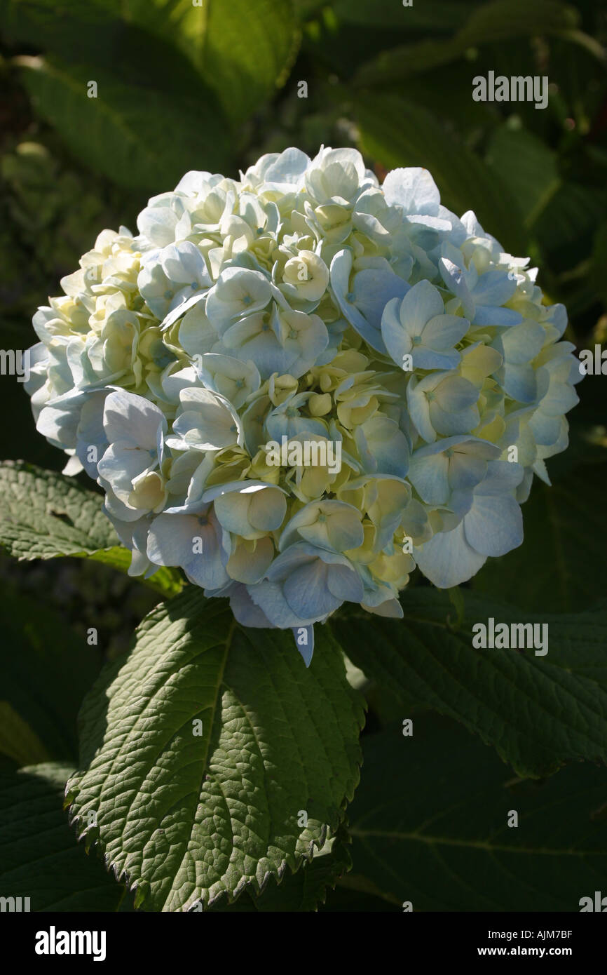 Light Blue HYDRANGEA Stock Photo - Alamy