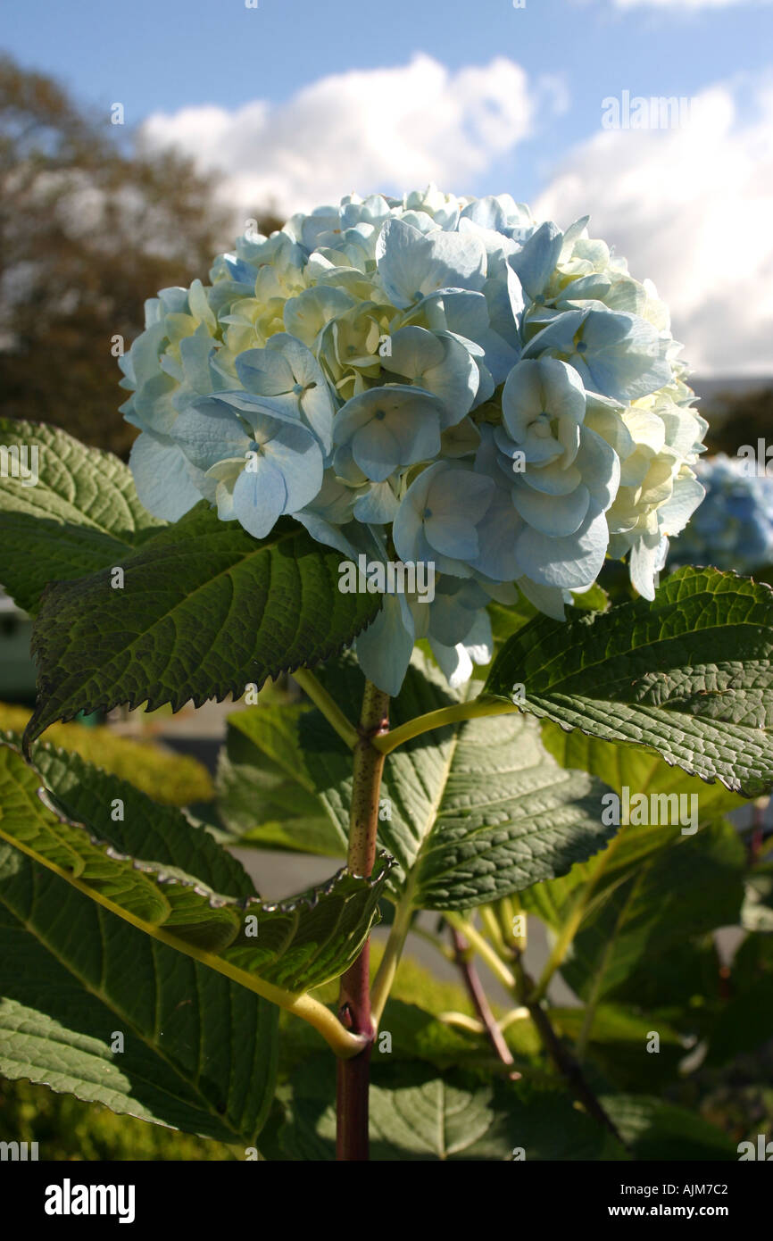 Light Blue HYDRANGEA Stock Photo - Alamy