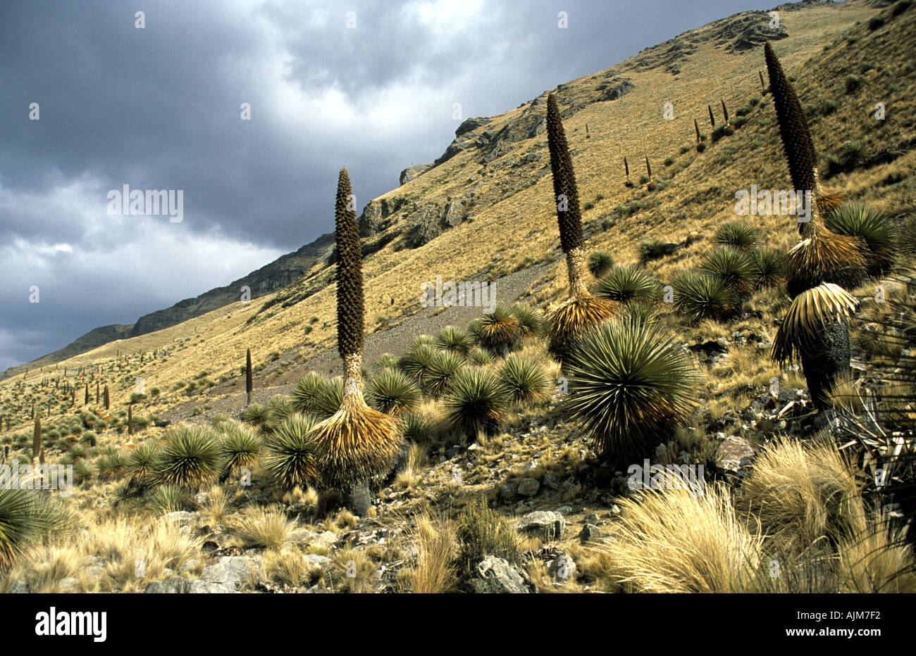 Peru Andes South America Latin America flora Stock Photo - Alamy