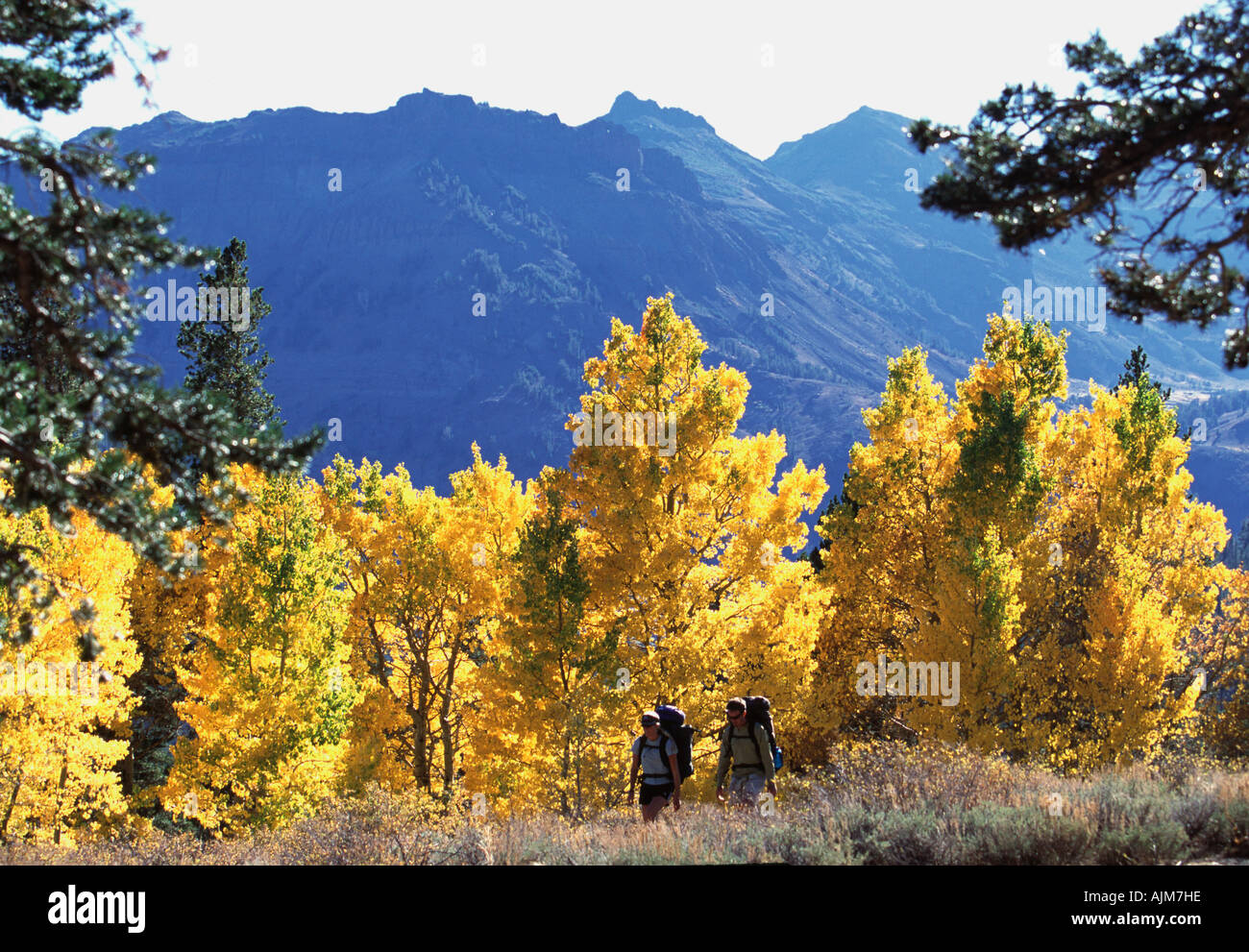 2287bspbac hi-res stock photography and images - Alamy