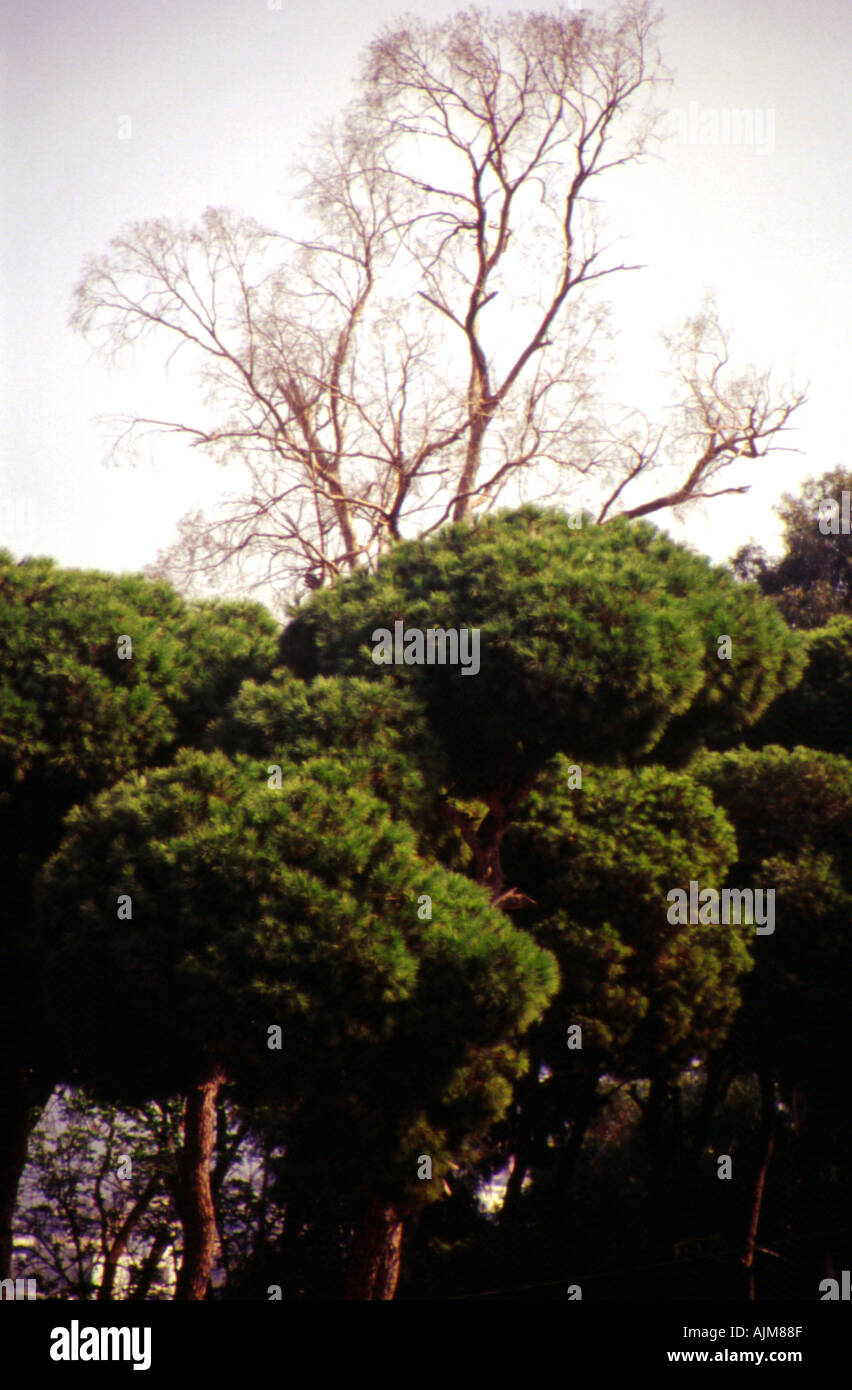 grow up of niked tree Stock Photo - Alamy