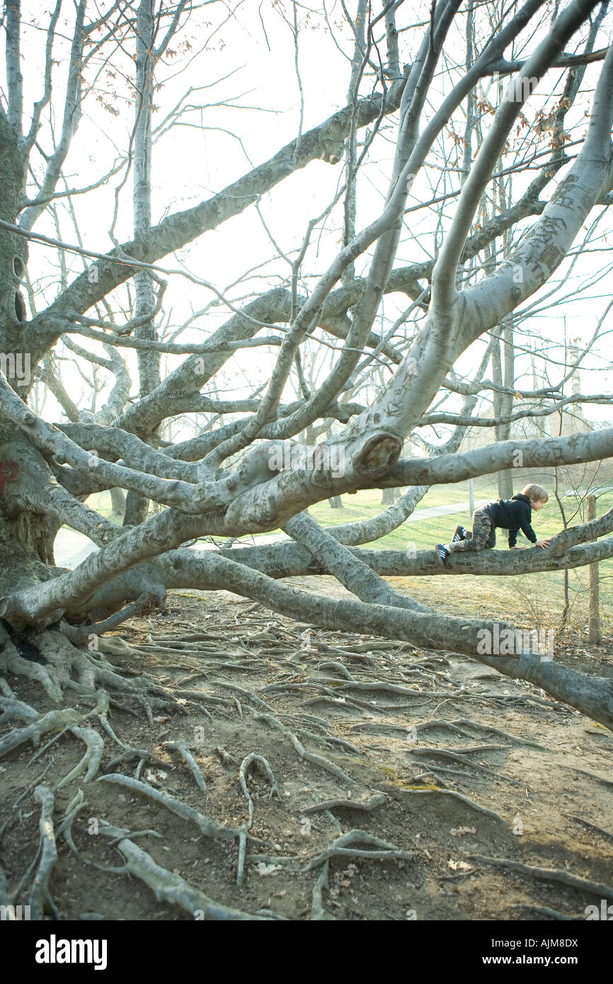 young boy climbing out on end of tree limb / branch Stock Photo - Alamy