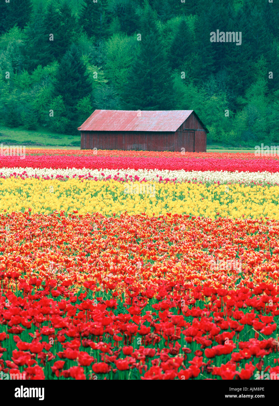 Barn with field of flowers Stock Photo - Alamy