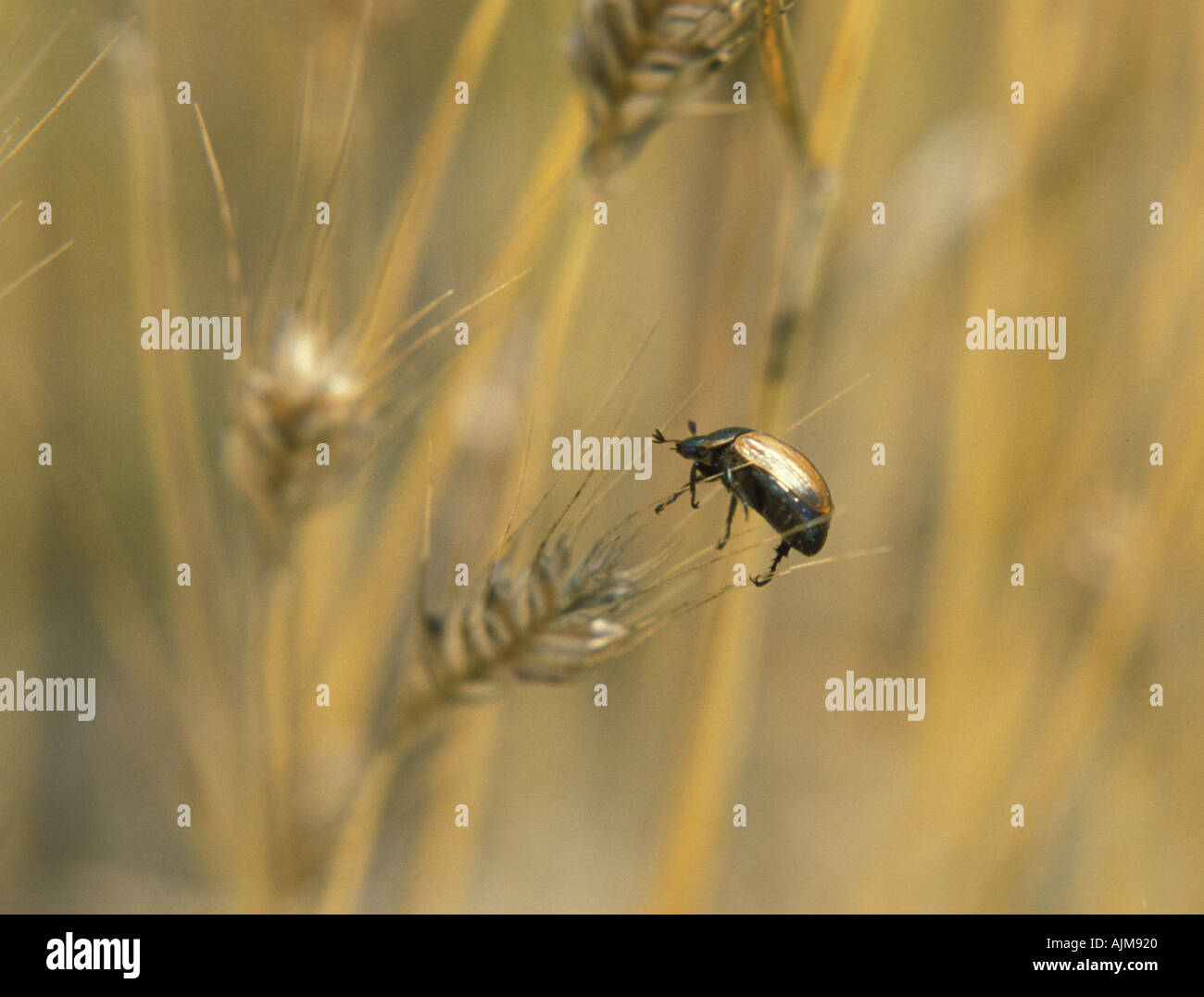 Catcher in the rye Stock Photo - Alamy