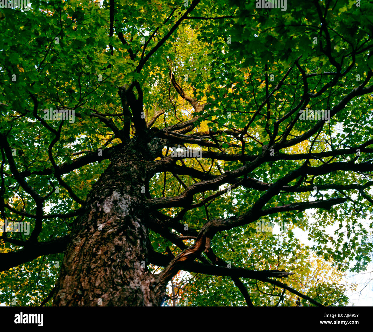 Tree, low angle view Stock Photo - Alamy