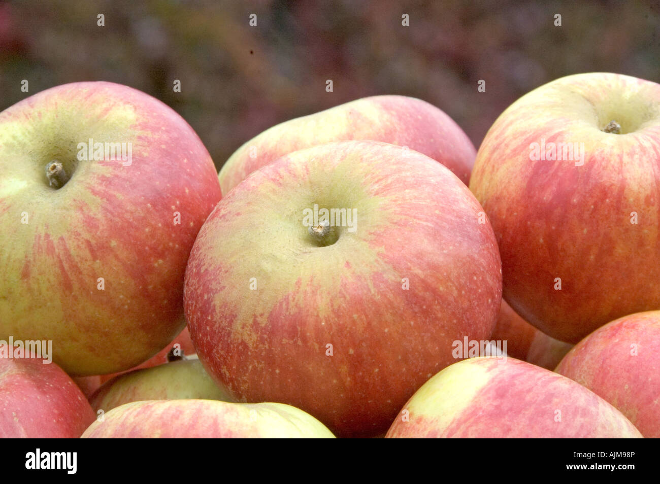 Early Windsor English Apples Stock Photo - Alamy