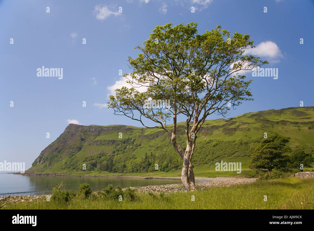 Sycamore growing on pebbly beach Carsaig Bay Mull Argyll and Bute ...