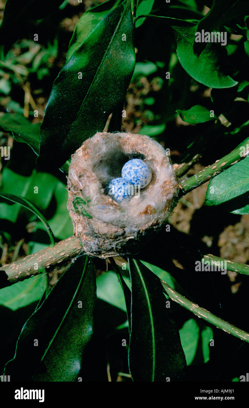 Small bird nest with eggs in tree Stock Photo - Alamy