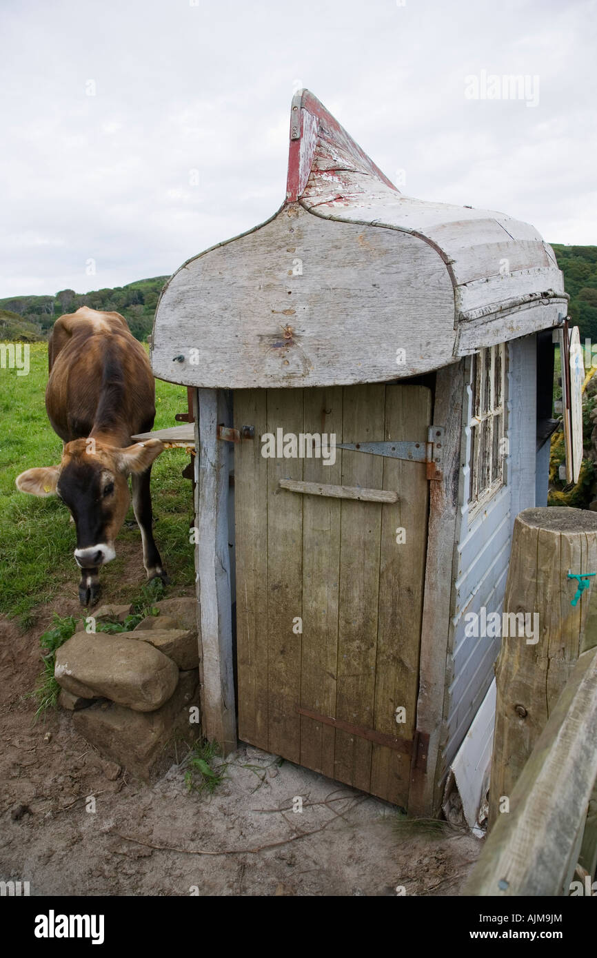 Hut with boat s hull as the roof and an inquisitive cow Calgary Bay ...