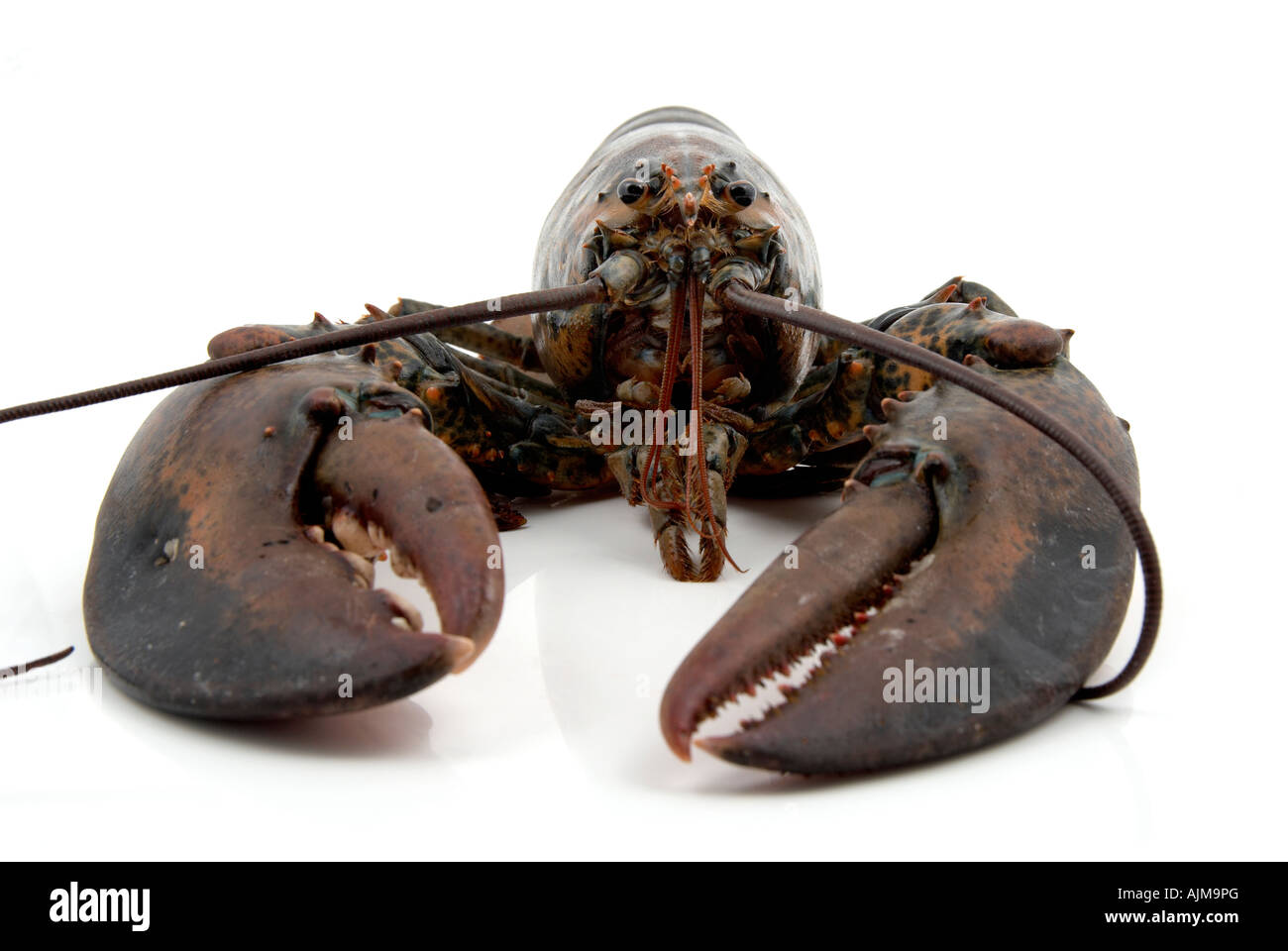 Alive lobster hi-res stock photography and images - Alamy