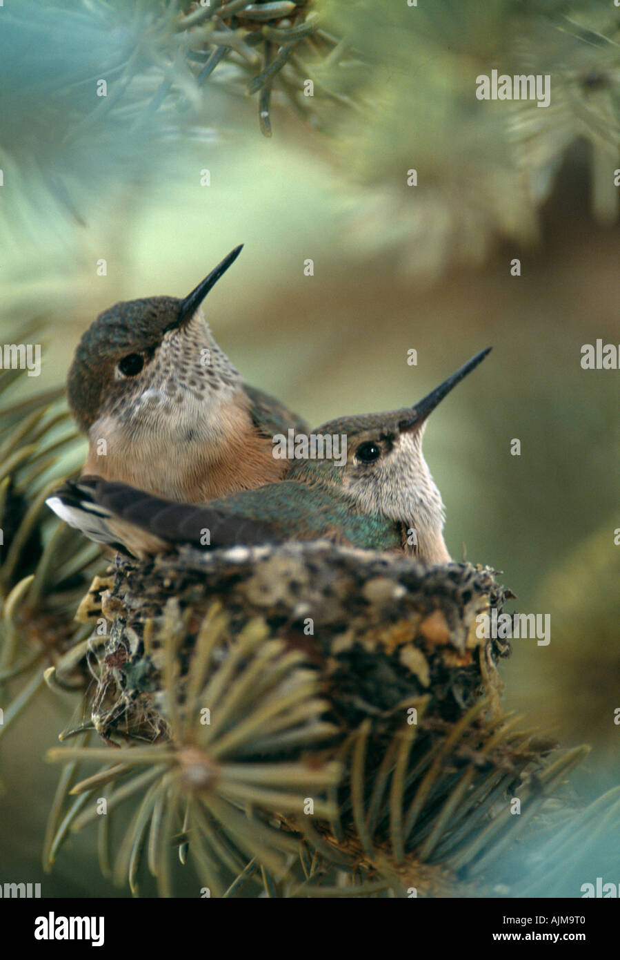 Hummingbird heads hi-res stock photography and images - Alamy