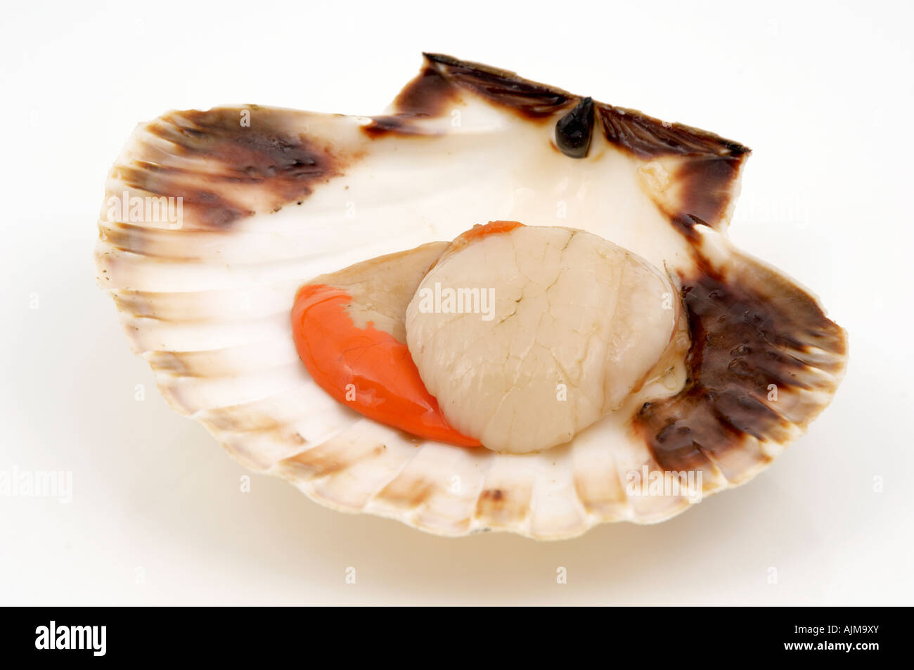 Scallop Anatomy