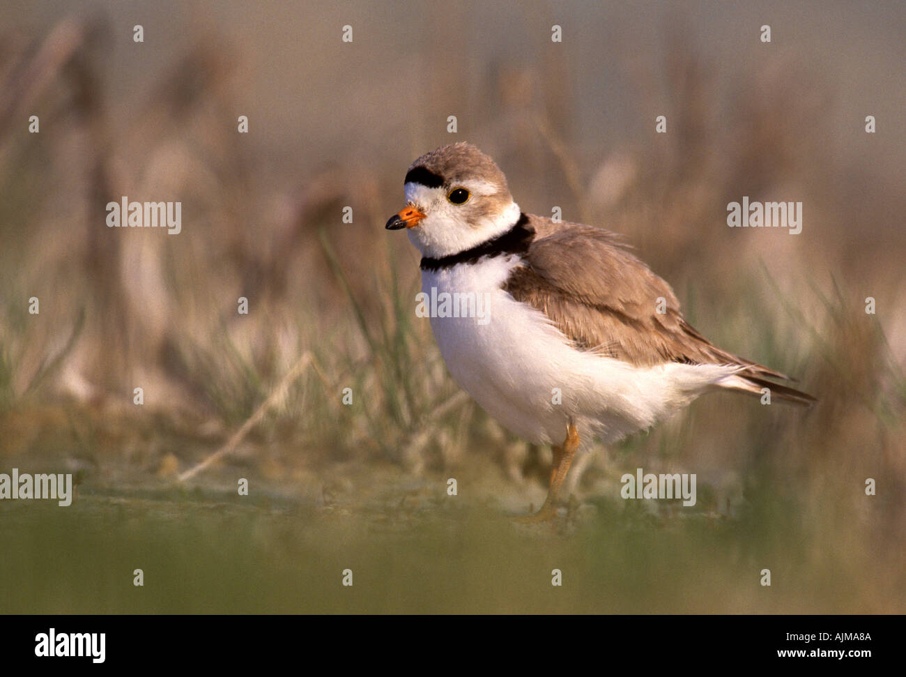 Species of plover hi-res stock photography and images - Alamy