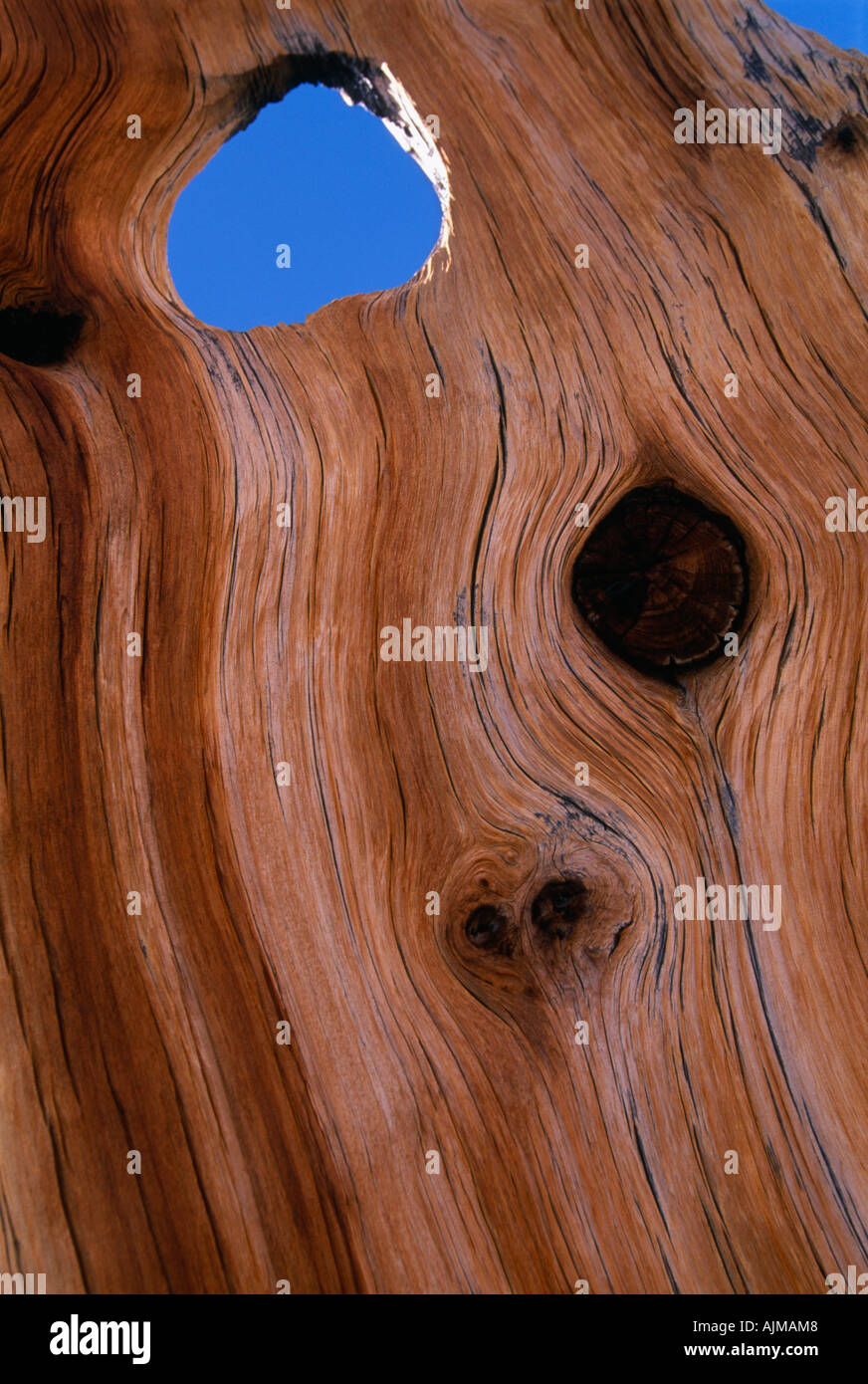 Knots and knotholes form shapes in tree trunk Pike Nat l Forest CO ...