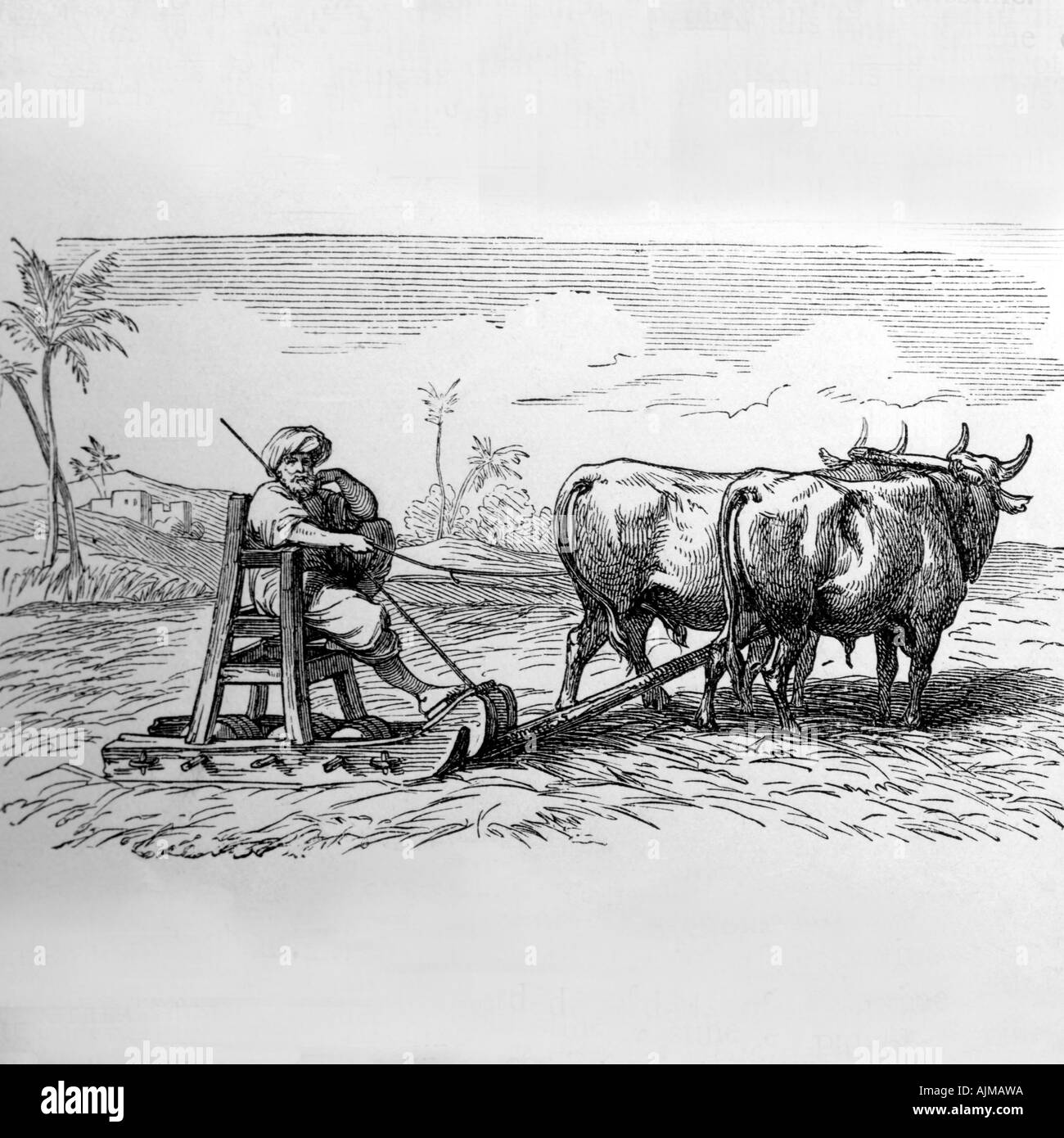 Ox Oxen Black and White Stock Photos & Images - Alamy