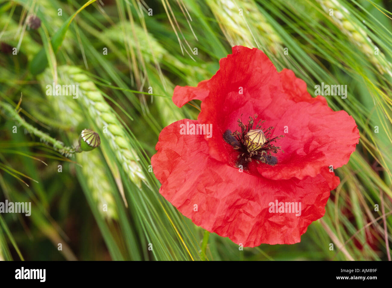 Poppy with Barley Crop Stock Photo - Alamy