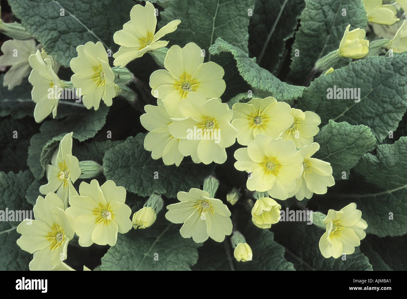 3 dimensional garden hi-res stock photography and images - Alamy