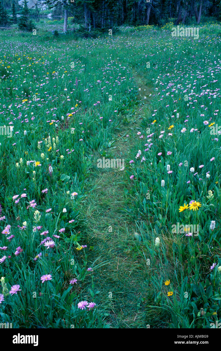 Pathway through wildflower meadow hi-res stock photography and images ...