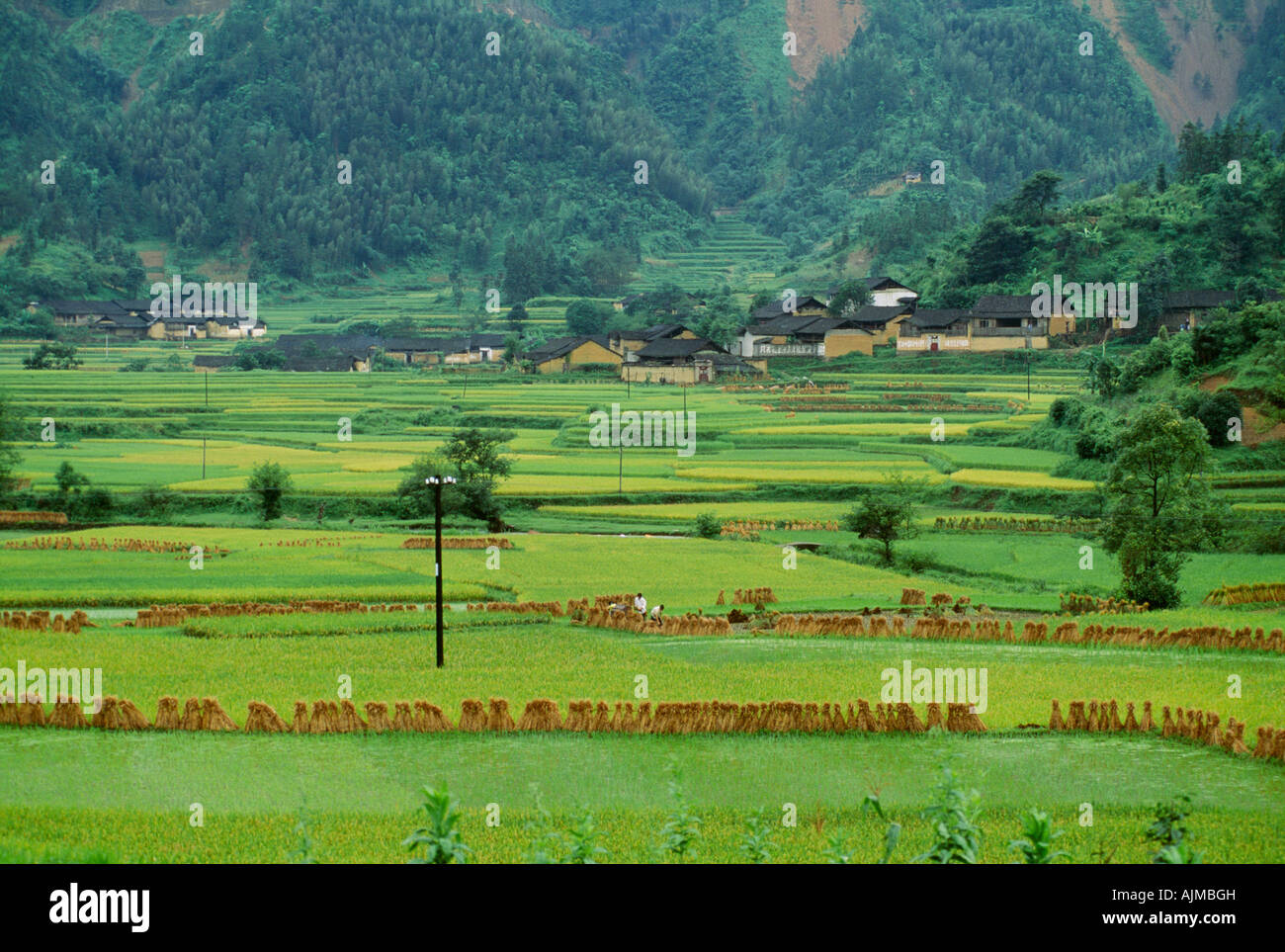 Rice Fields near Yangshuo in China Stock Photo - Alamy