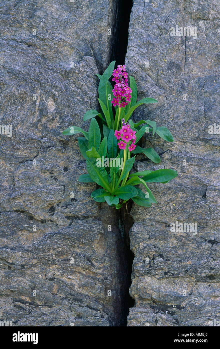 Parry primrose Primula parryi growing in cracked rock wall Rocky Mtn ...