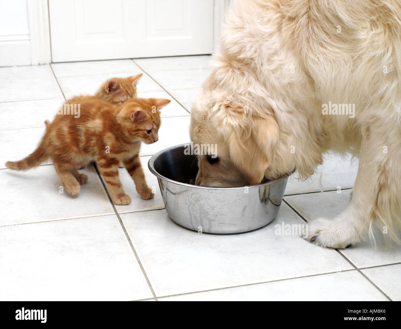 Kitten Having Breakfast with Dog Stock Photo - Alamy
