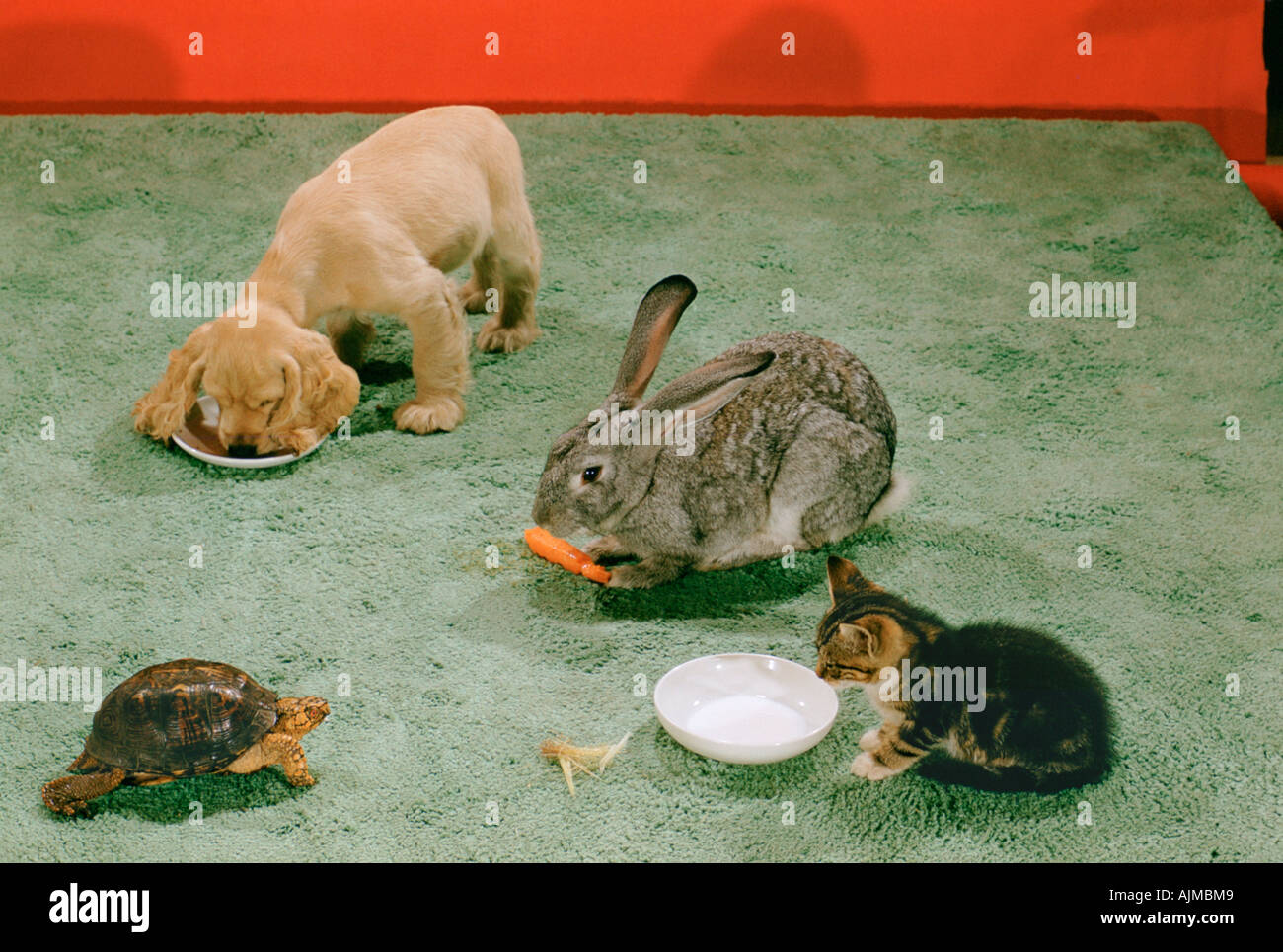 Various pets eating together Stock Photo - Alamy