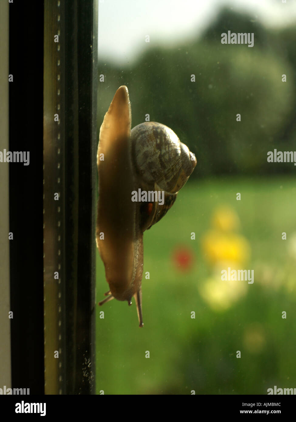 Snail on Window Pane Stock Photo - Alamy