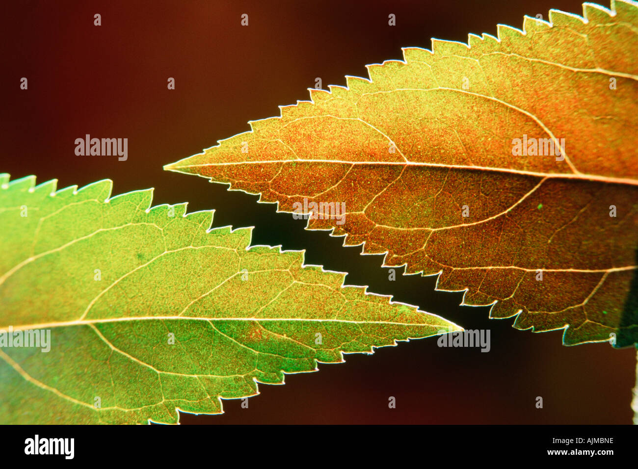 Two leavs side by side Stock Photo - Alamy