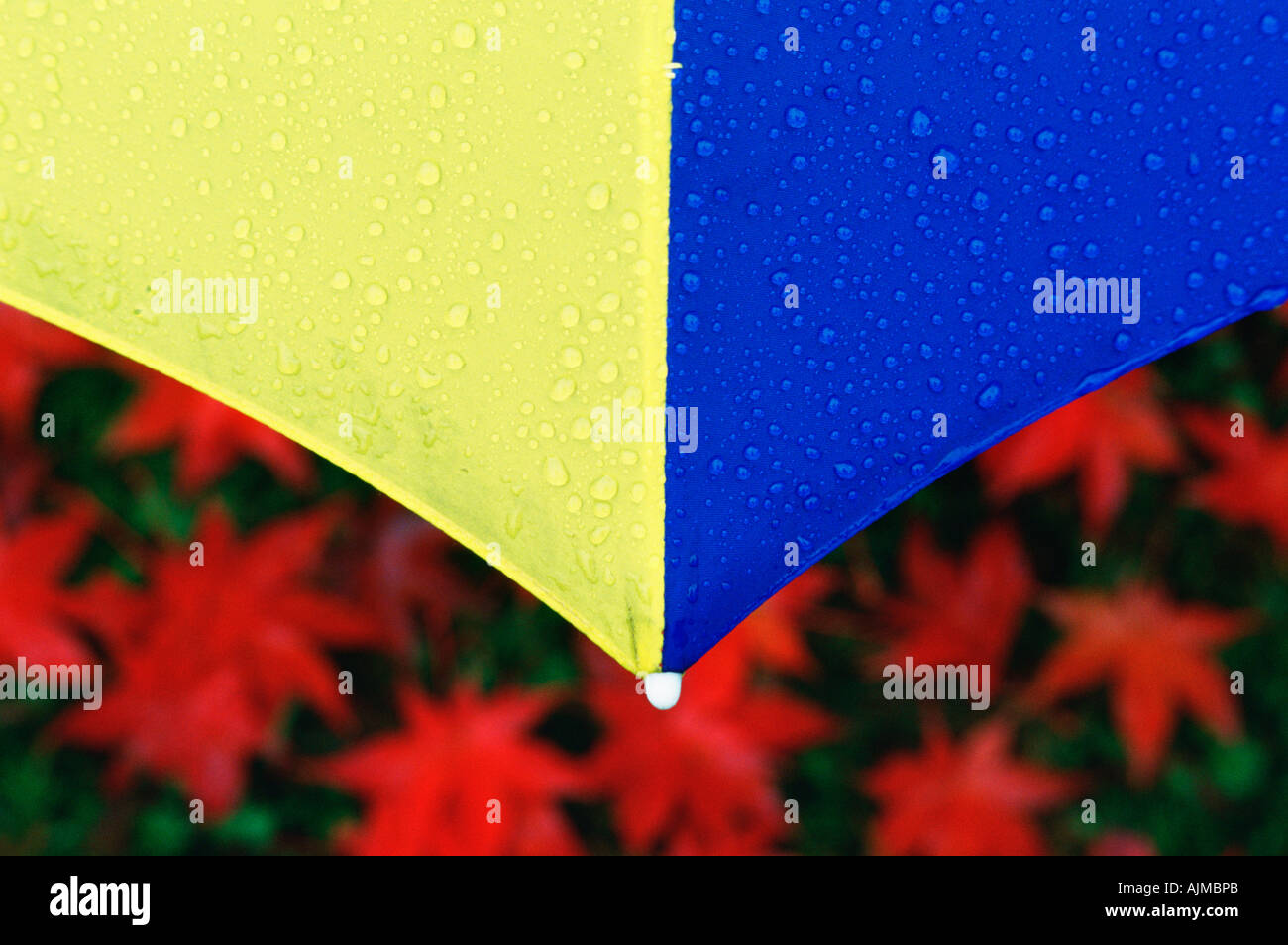 Blue and yellow umbrella with fall foliage Stock Photo - Alamy