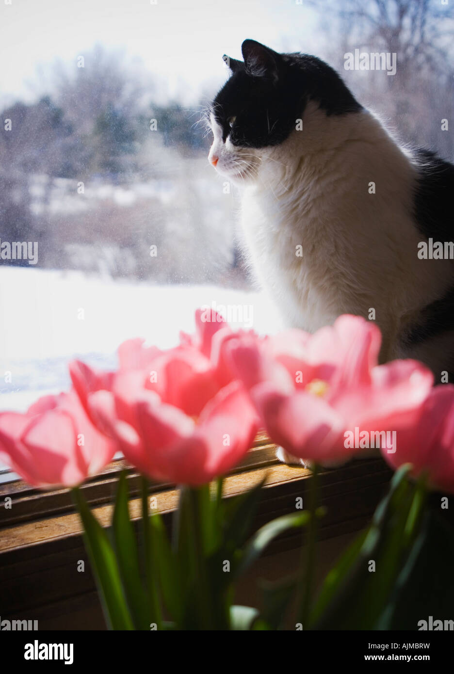 Cat in window Stock Photo - Alamy