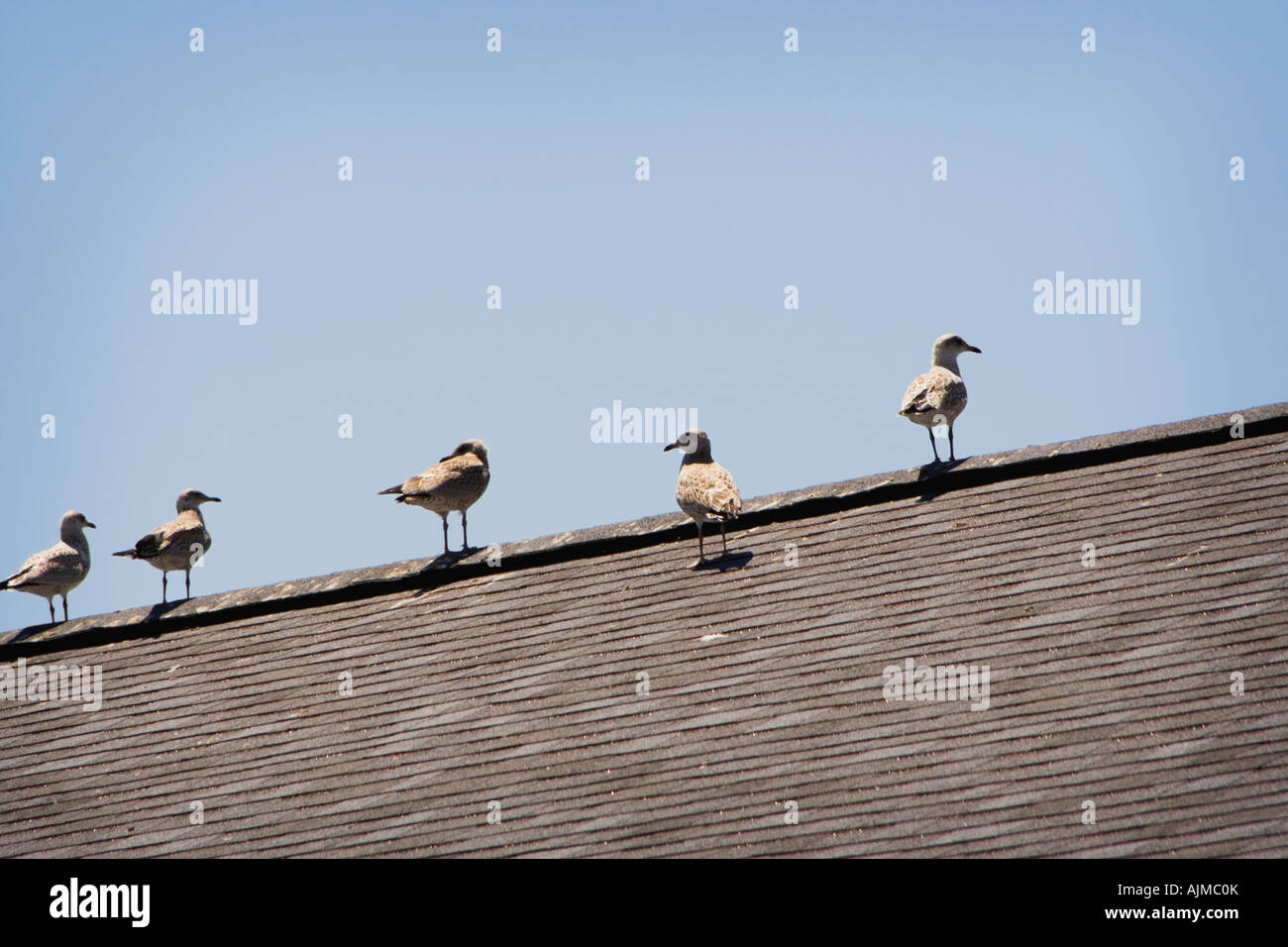 Seagulls on roof Stock Photo - Alamy