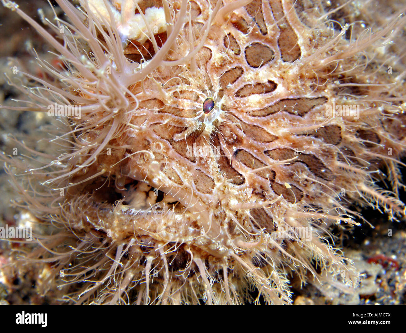 Shaggy frogfish antennarius hispidus hi-res stock photography and ...