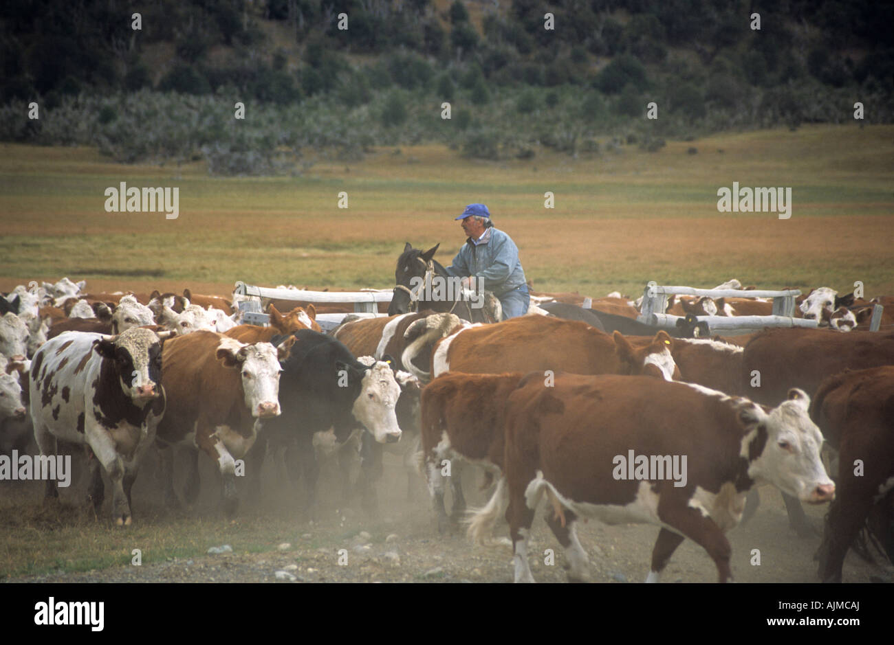 Argentine cattle hi-res stock photography and images - Alamy